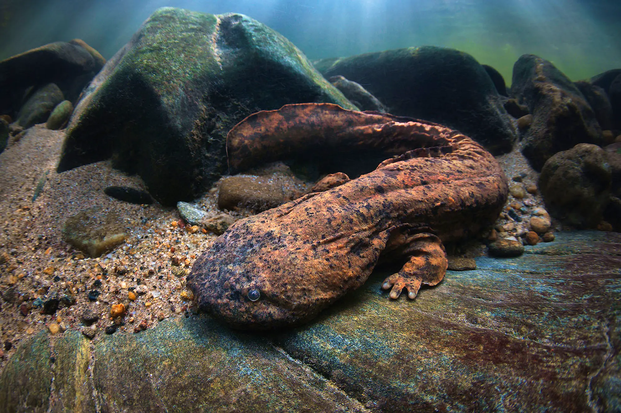 The Locals Who Shape Us Salamanders Of Tennessee Defenders Of Wildlife